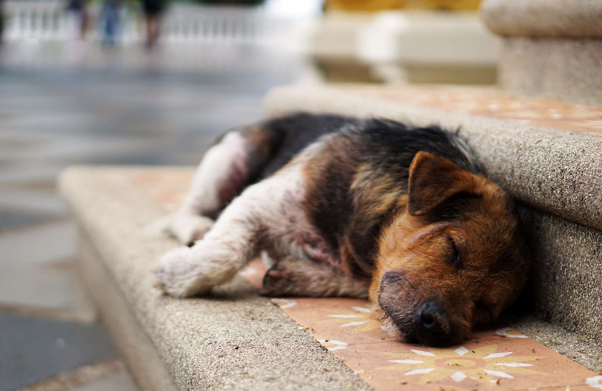 How Long Can a Dog Go Without Eating? What Every Pet Owner Should Know ...