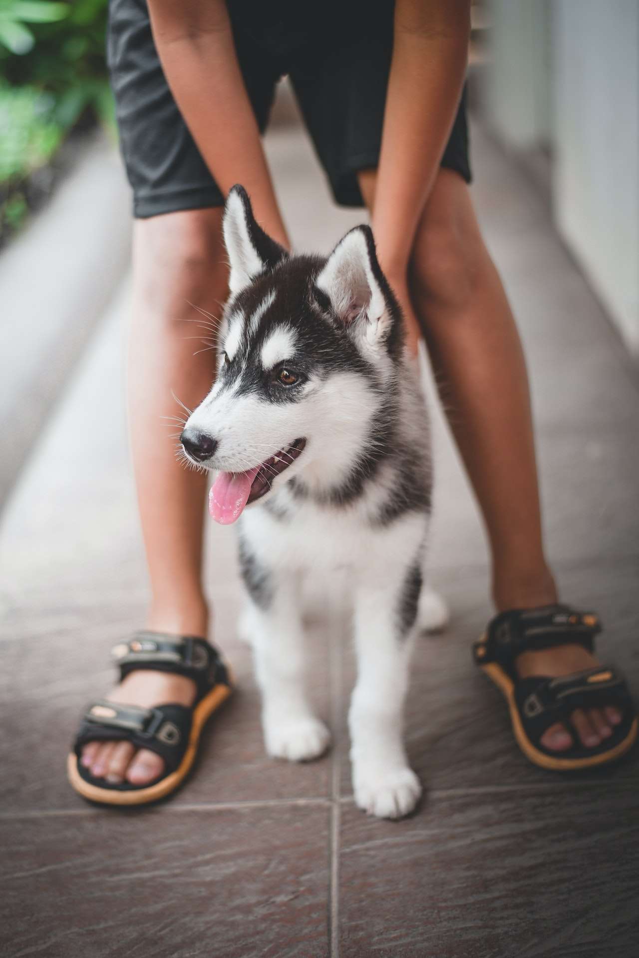 How Much is a Husky? A Detailed Expenses Breakdown Guide - BarkLikeMeow