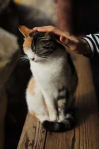 Where to Pet a Cat Like a Pro: The Ultimate Guide - BarkLikeMeow