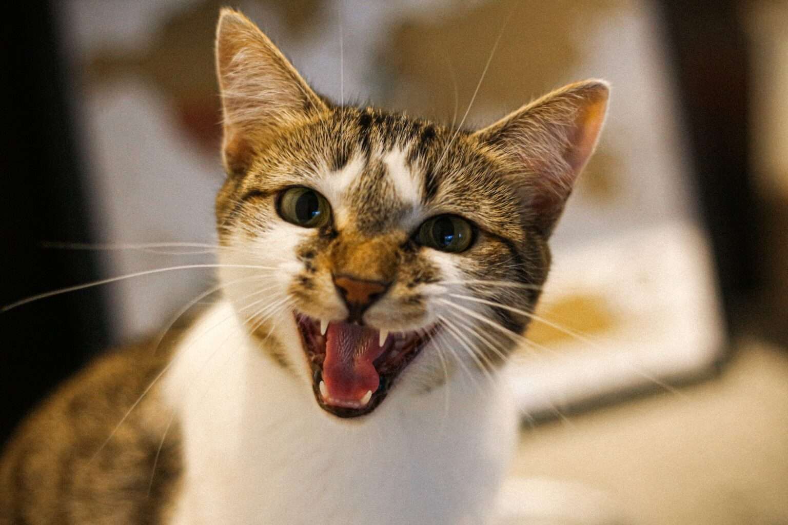 Male Cat Behavior After Neutering: A Feline's Comprehensive Guide ...