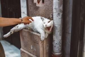 Where to Pet a Cat Like a Pro: The Ultimate Guide - BarkLikeMeow