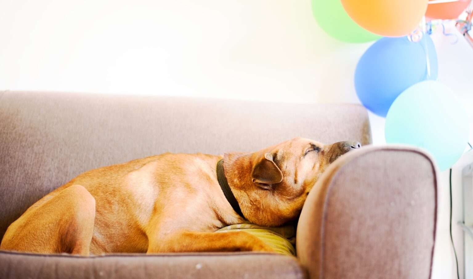 Worried About Your Dog Barking in Sleep? Here's What You Can Do ...