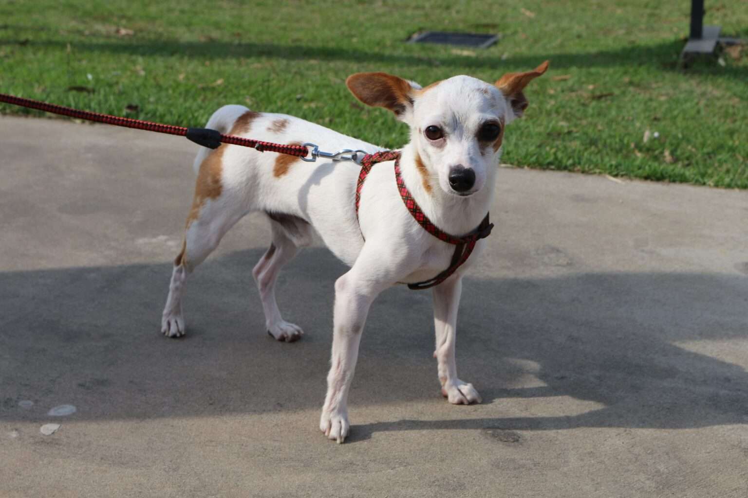 Why is My Dog Walking Sideways? Top 7 Possible Reasons Revealed ...