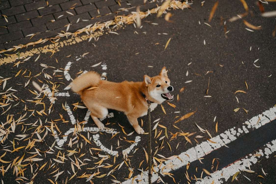 Why Is My Dog Barking at Nothing? Expert Insights and Advice - BarkLikeMeow
