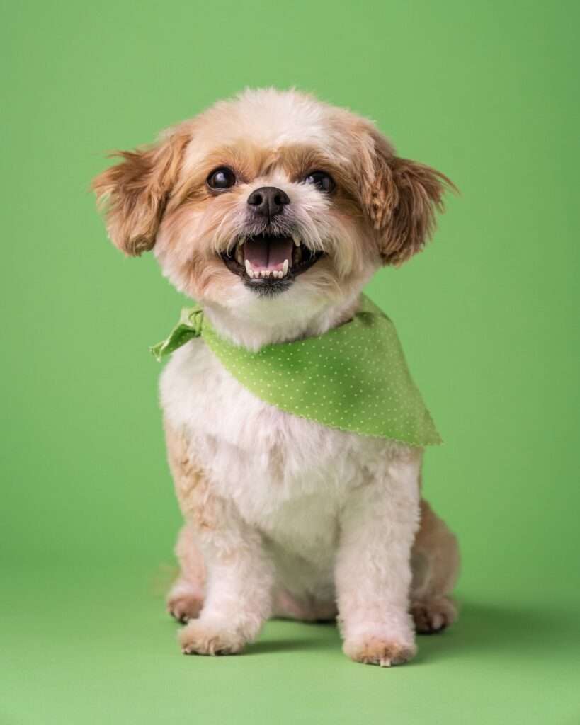 Top 10 Cutest Dog Breeds: The Most Adorable Pups You’ll Ever See ...