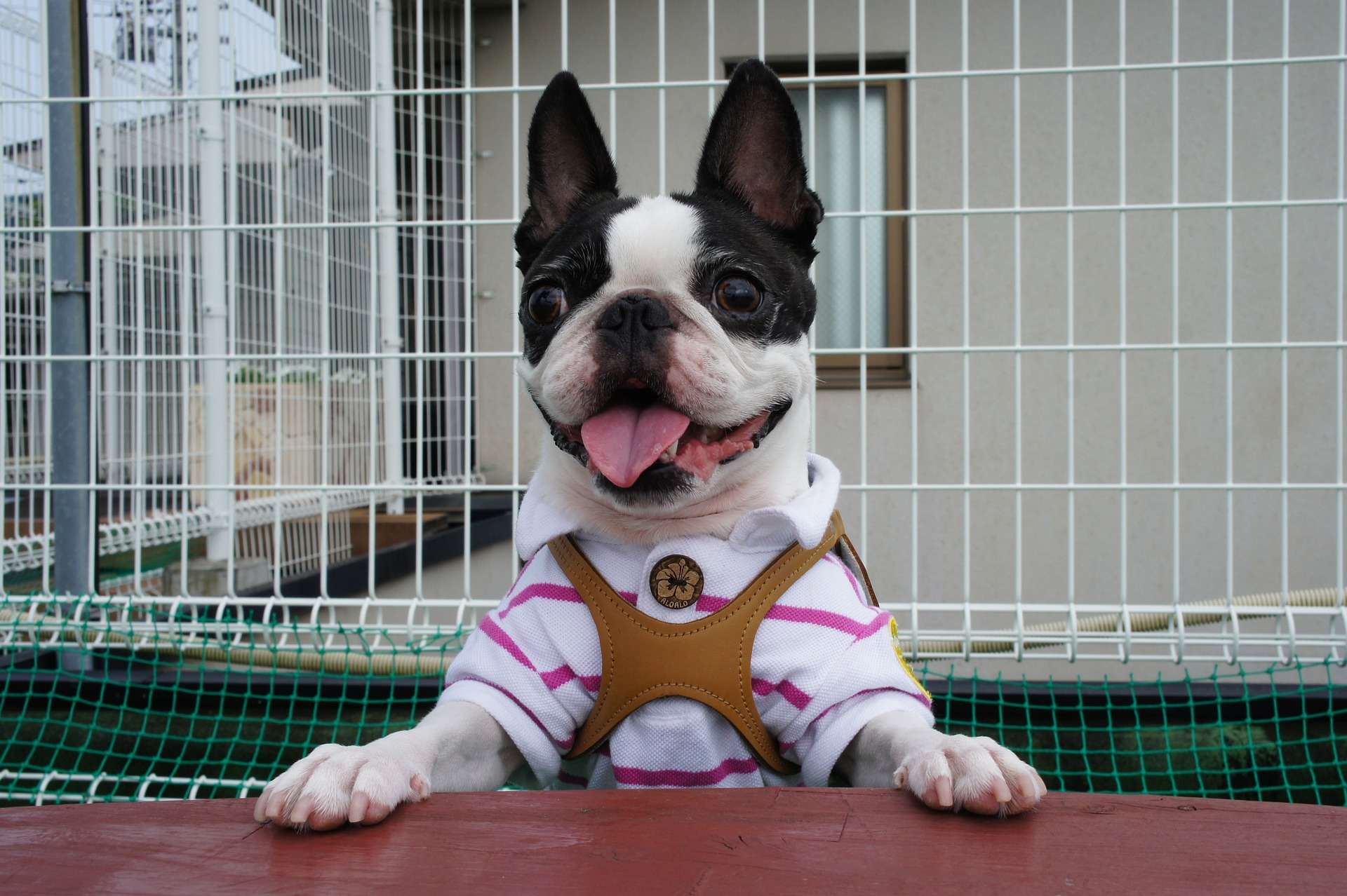 What is a Dog Run? The Ultimate Guide to Benefits, Basics, and More ...