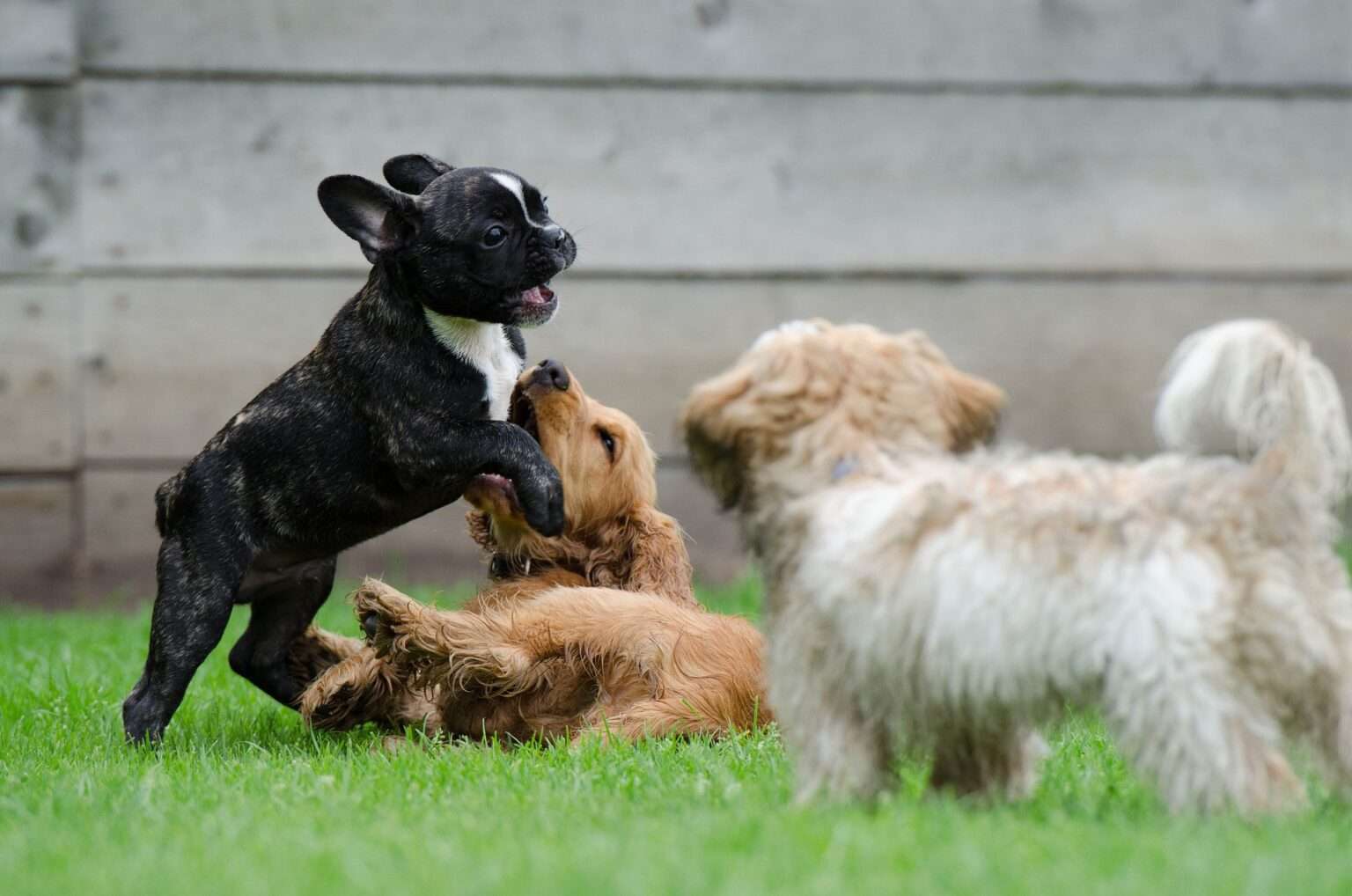 What is a Dog Run? The Ultimate Guide to Benefits, Basics, and More ...