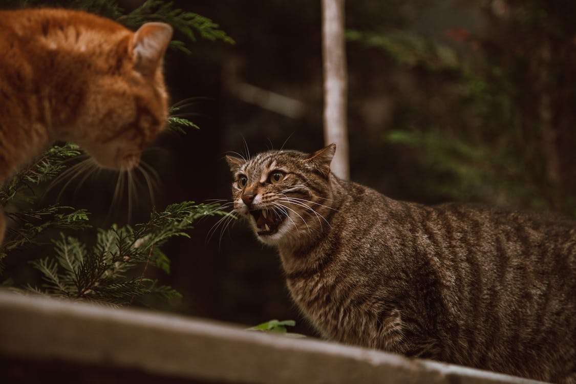 5 Warning Signs When Introducing Cats You Need to Watch Out For ...