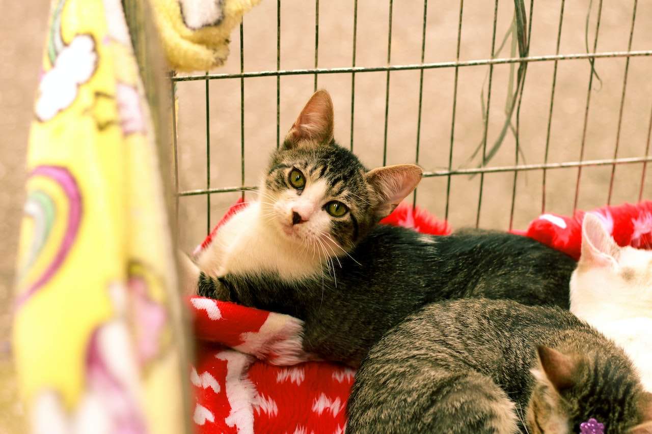 The Ultimate Guide: What to Know Before Adopting a Cat - BarkLikeMeow
