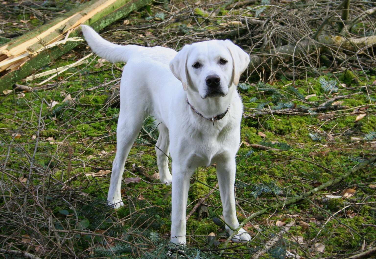 White Labrador: The Ultimate Guide to Personality, Care, and More ...