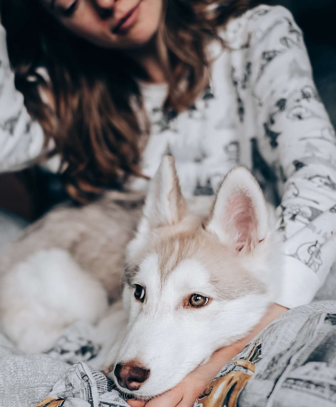 Why Are Huskies So Dramatic? Tips for Managing Their Quirky Behavior ...
