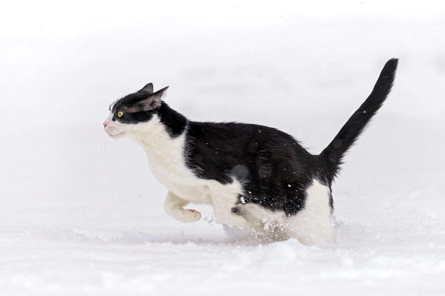 How Fast Can a Cat Run? Discover the Astonishing Truth! - BarkLikeMeow