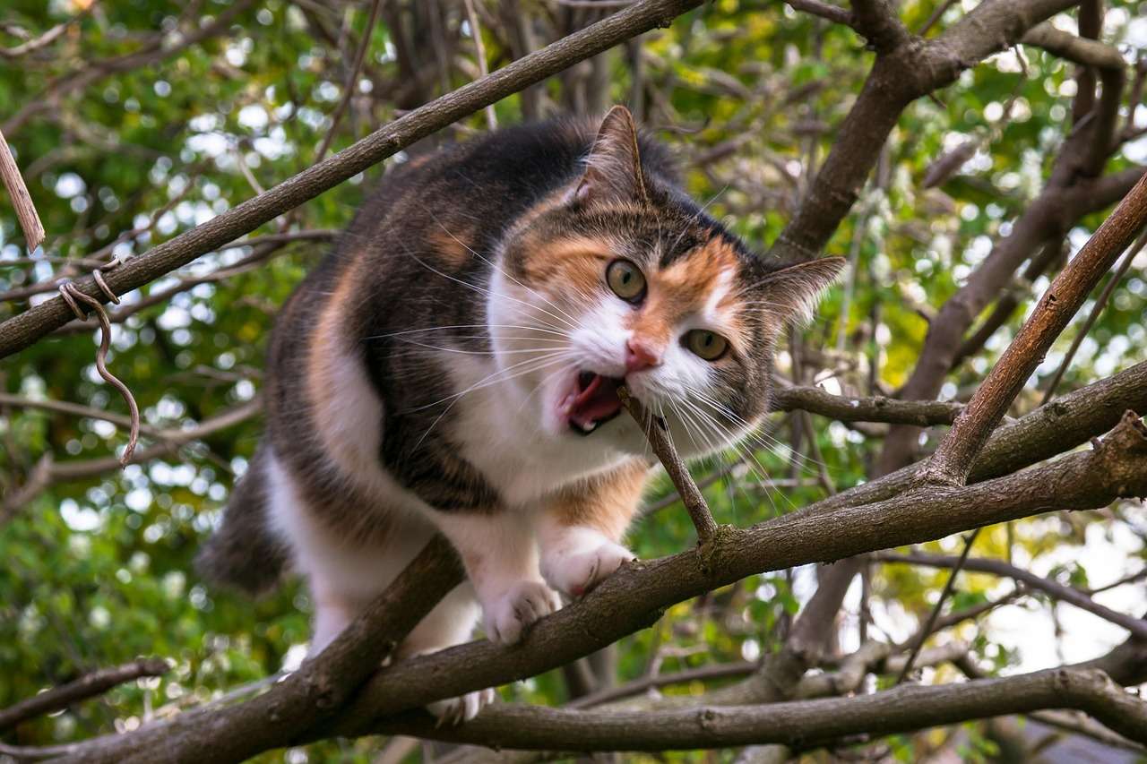 How to Get a Cat Out of a Tree: Expert Techniques Revealed! - BarkLikeMeow