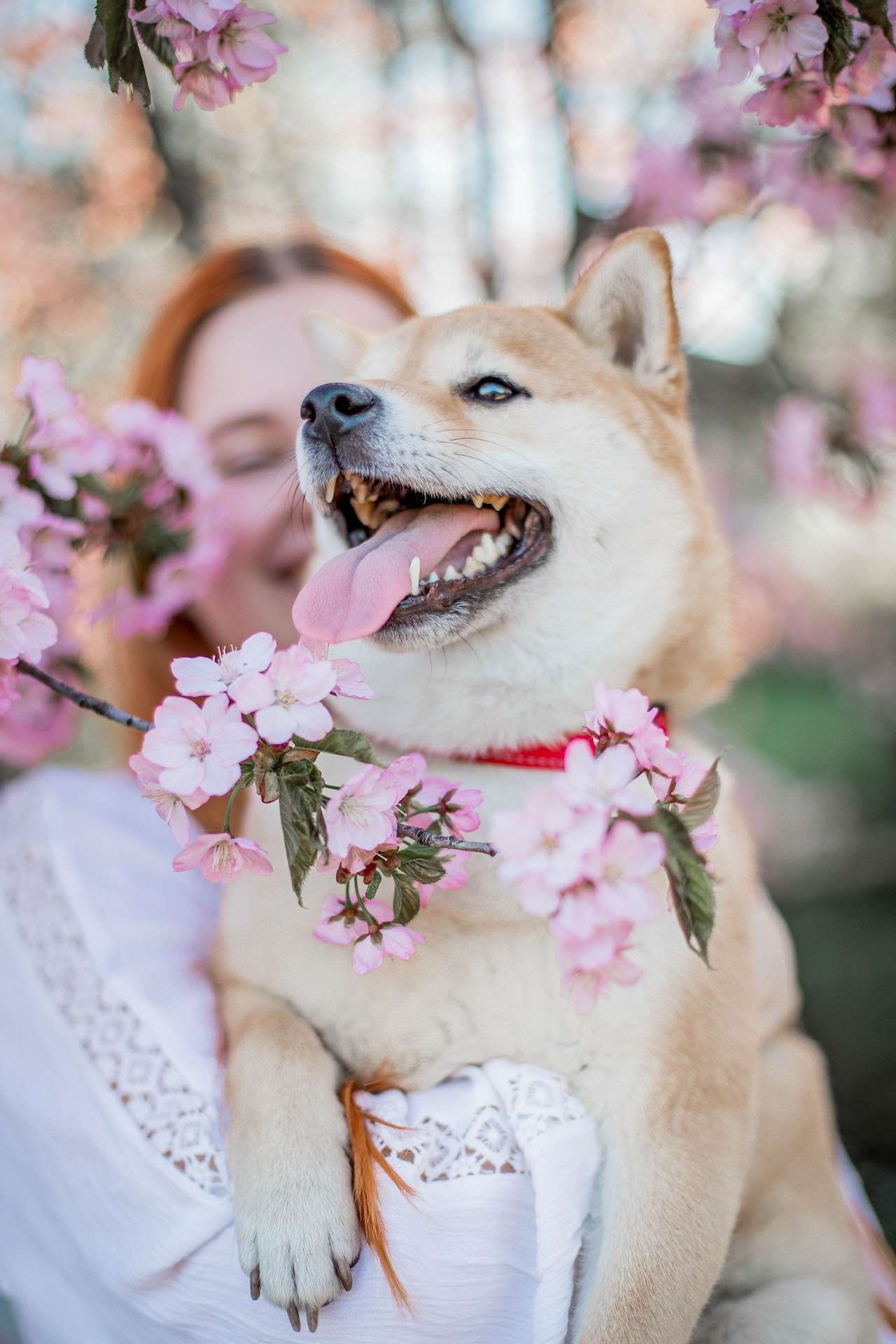 Shiba Inu Dog Price Revealed: How to Avoid Overpaying for Your Furry ...