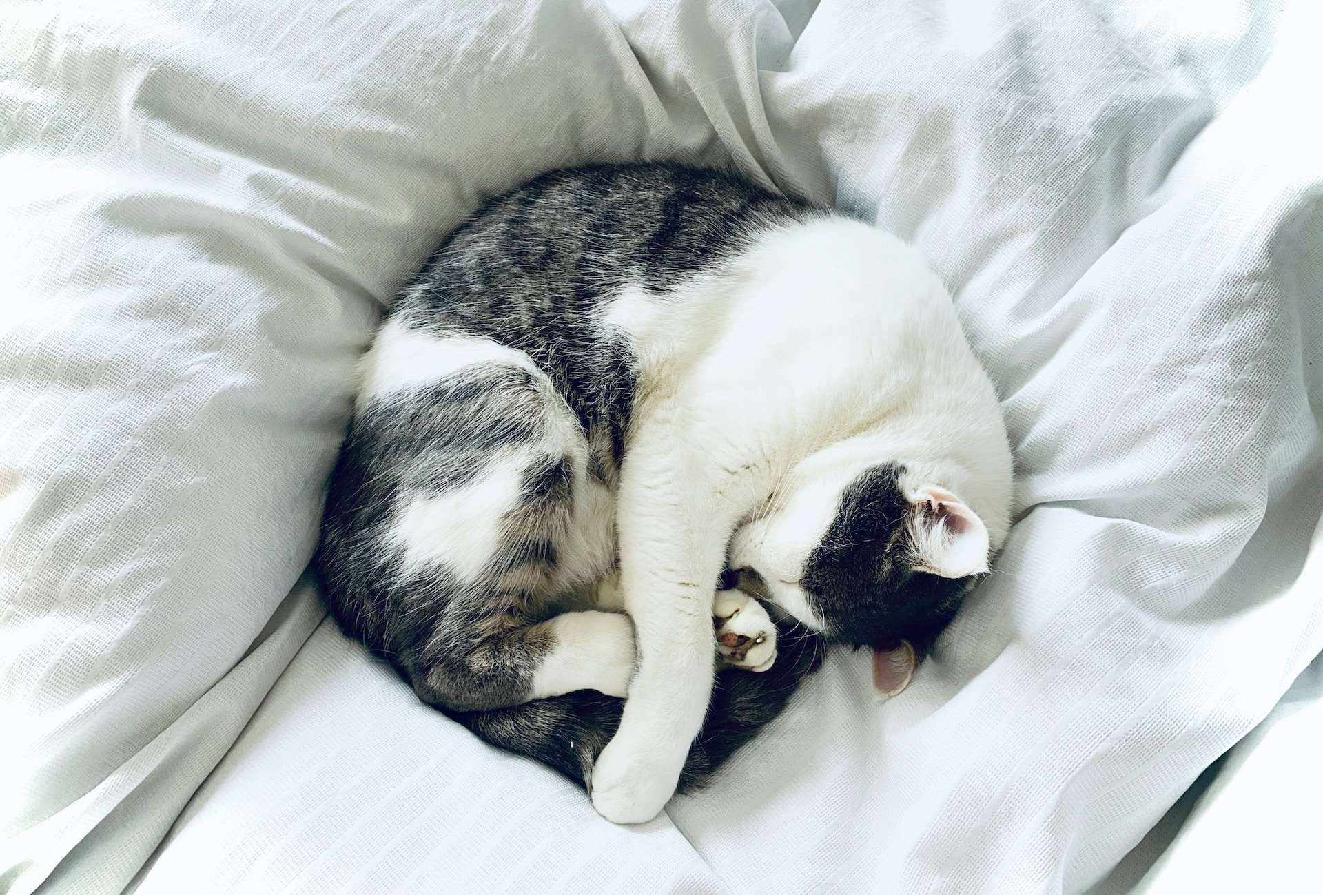 6 Common Cat Sleeping Positions When Sick: Your Key to Detecting Health ...