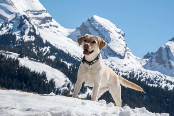The 50 Most Popular Dog Breeds in the US (2026) - Which One's Your ...