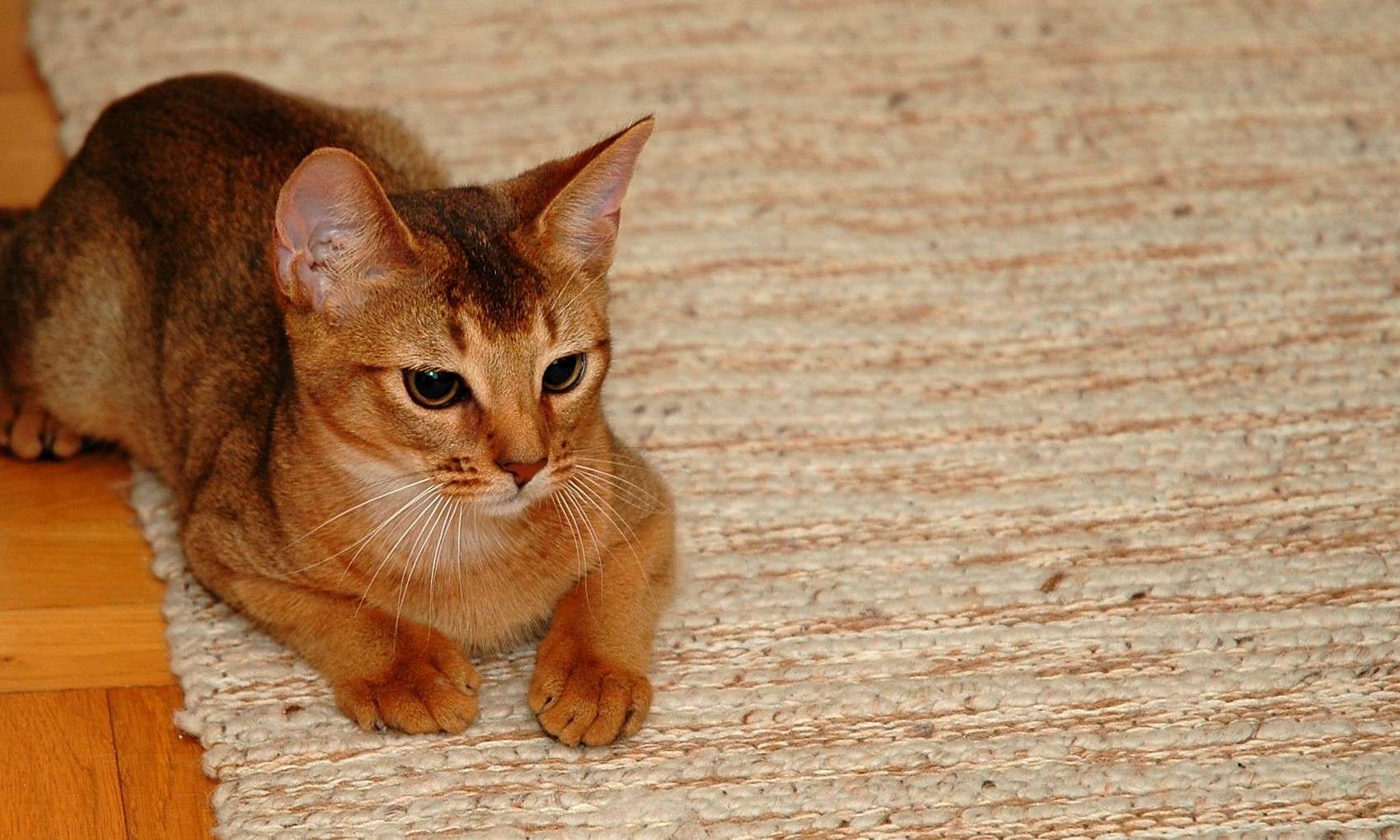 10 Best Cat Litter Mat for a Cleaner Home (2025) - BarkLikeMeow