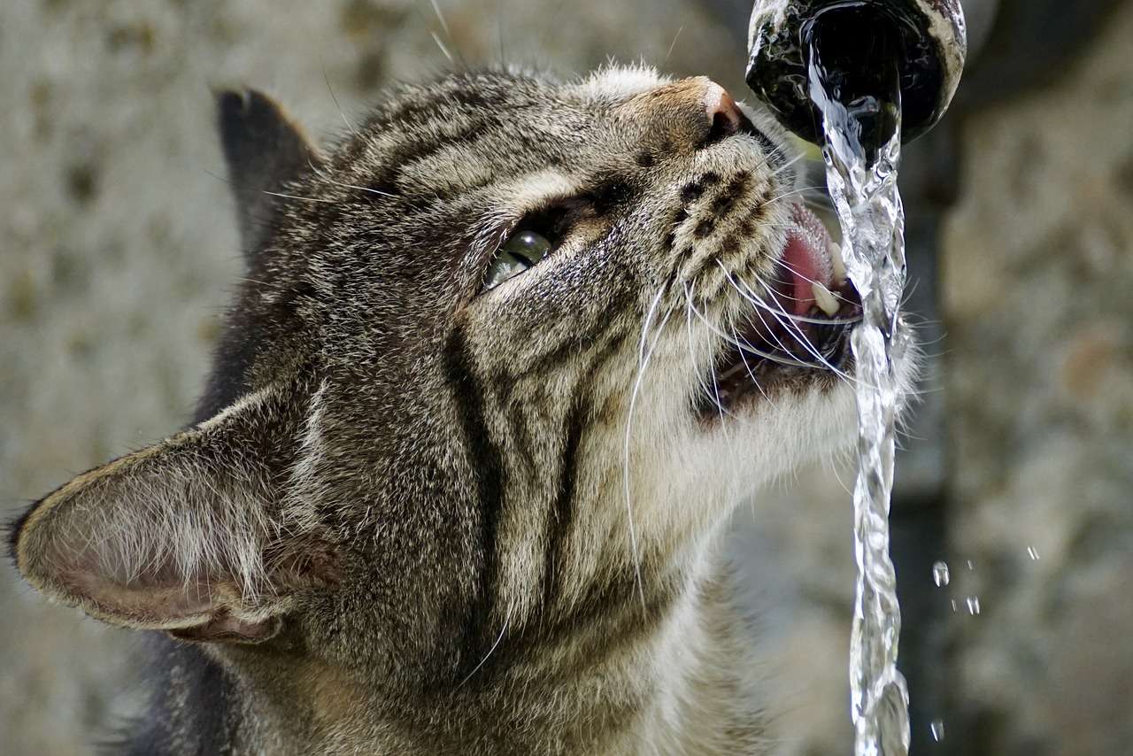 10 Best Cat Water Fountain Battery Operated Units (2025) - BarkLikeMeow