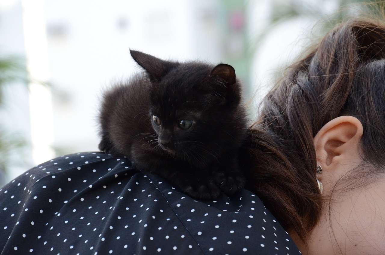 Why Does My Cat Climb Me Like a Tree? Cracking the Code of Feline ...