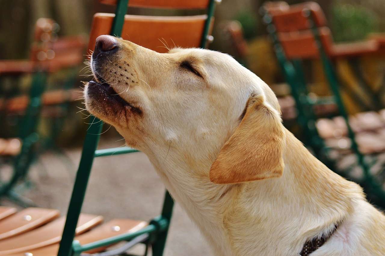 Is It Cruel to Make Your Dog Howl? A Responsible Pet Owner's Guide ...