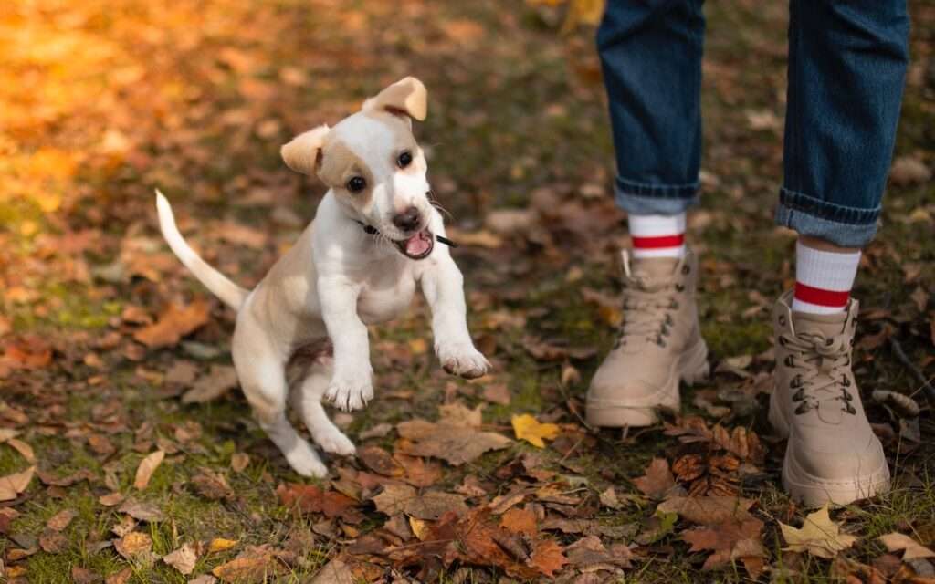 What is a Dog Run? The Ultimate Guide to Benefits, Basics, and More ...