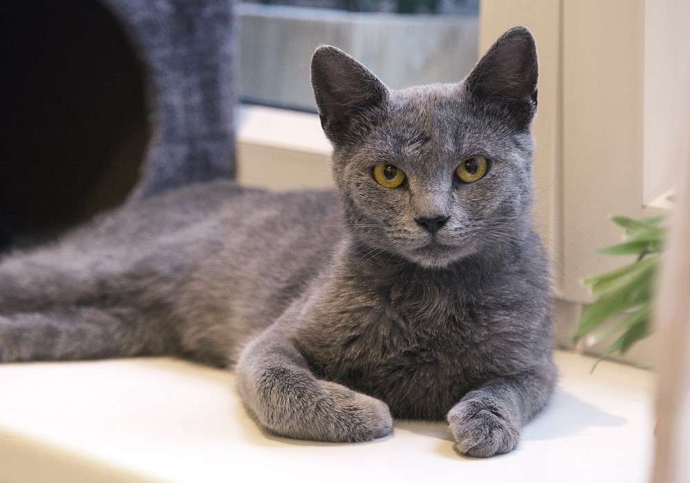 Are Russian Blue Cats Aggressive? The Shocking Truth Revealed ...