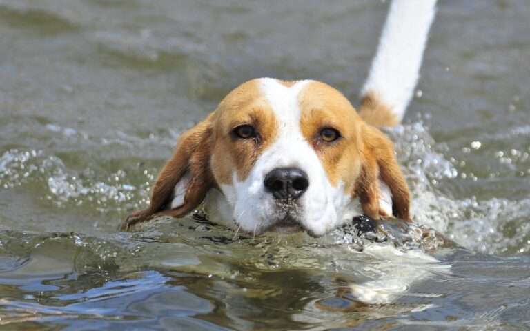 How to Train a Beagle: Your Complete Guide to Canine Obedience ...