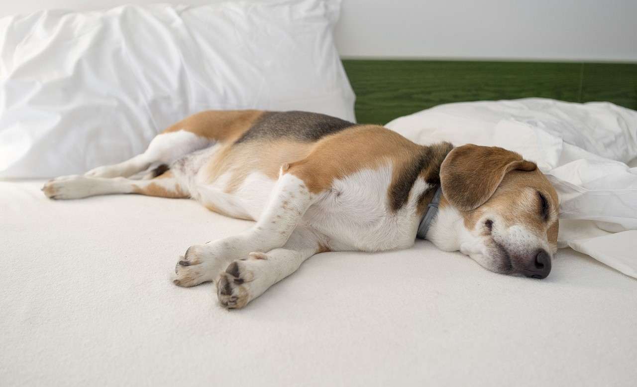 What Do Beagles Usually Die From? Top Causes Behind Beagle Mortality ...