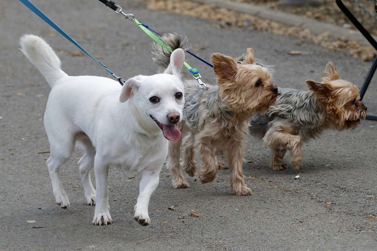 15 Best Leash for Dogs That Pull (2025) – Top Picks for Your Pup's Next ...