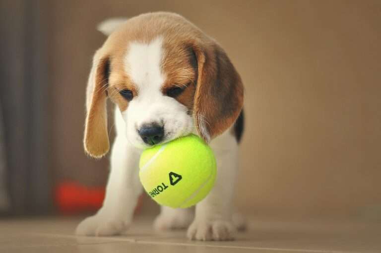 Are Beagles Smart or Surprisingly Genius? Unleash the Truth Behind ...