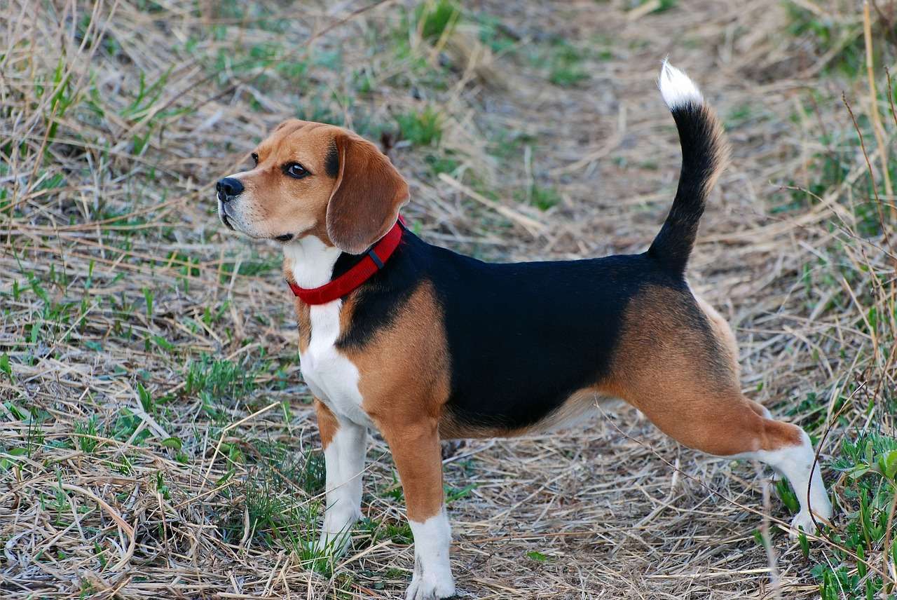 Are Beagles Good with Cats? The Ultimate Guide to Peaceful Coexistence ...