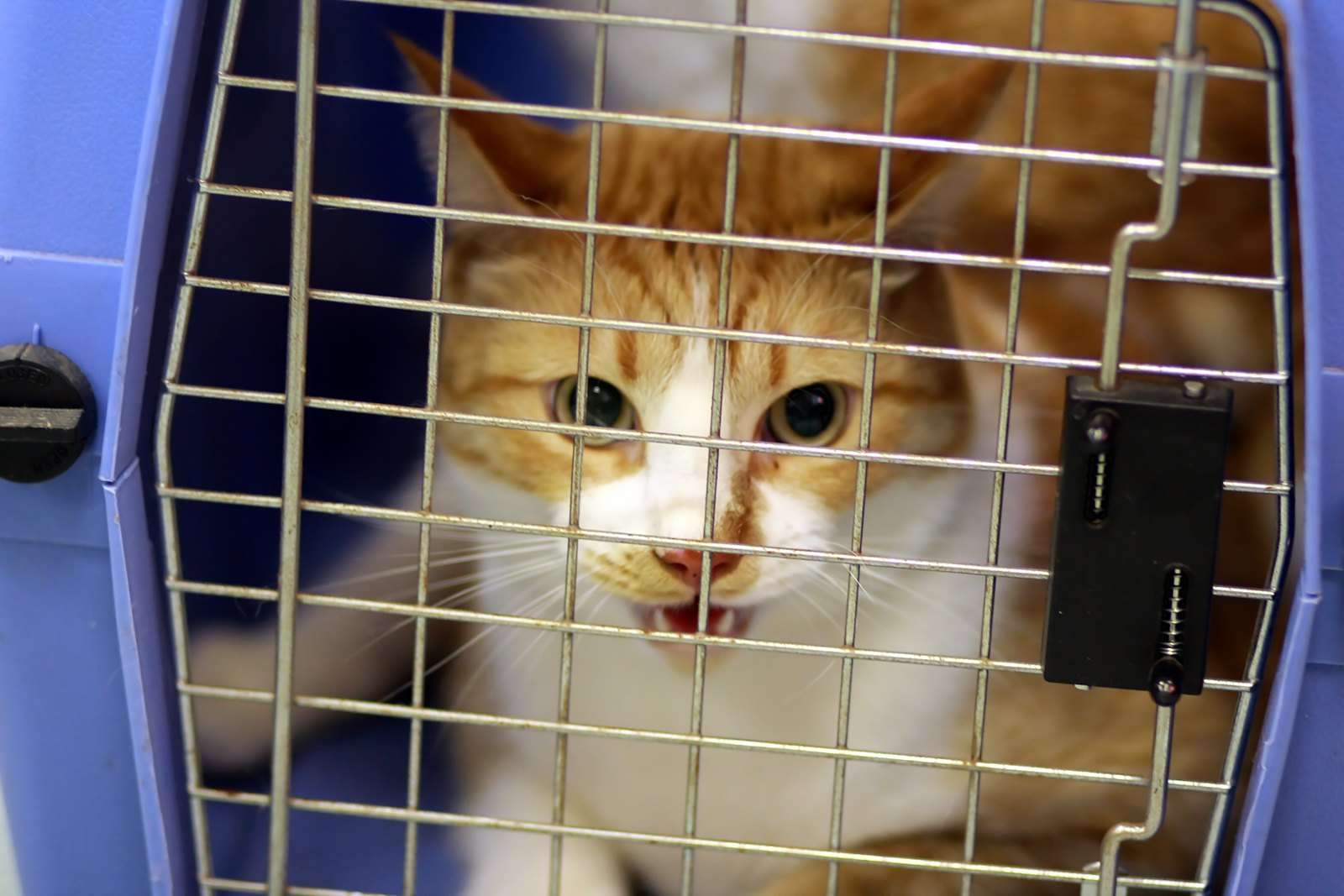 How Long Can a Cat Stay in a Crate? The Ultimate Comprehensive Guide ...