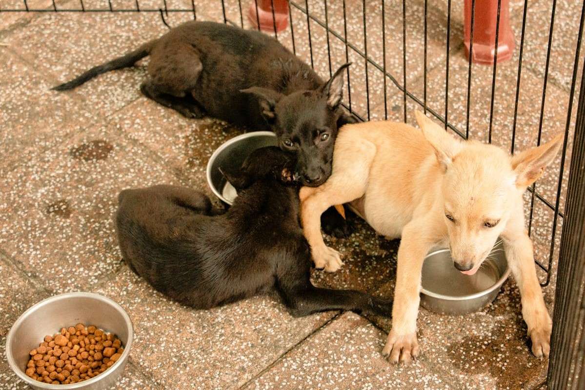 How to Stop Dogs from Fighting in the Same Household: Your Ultimate ...
