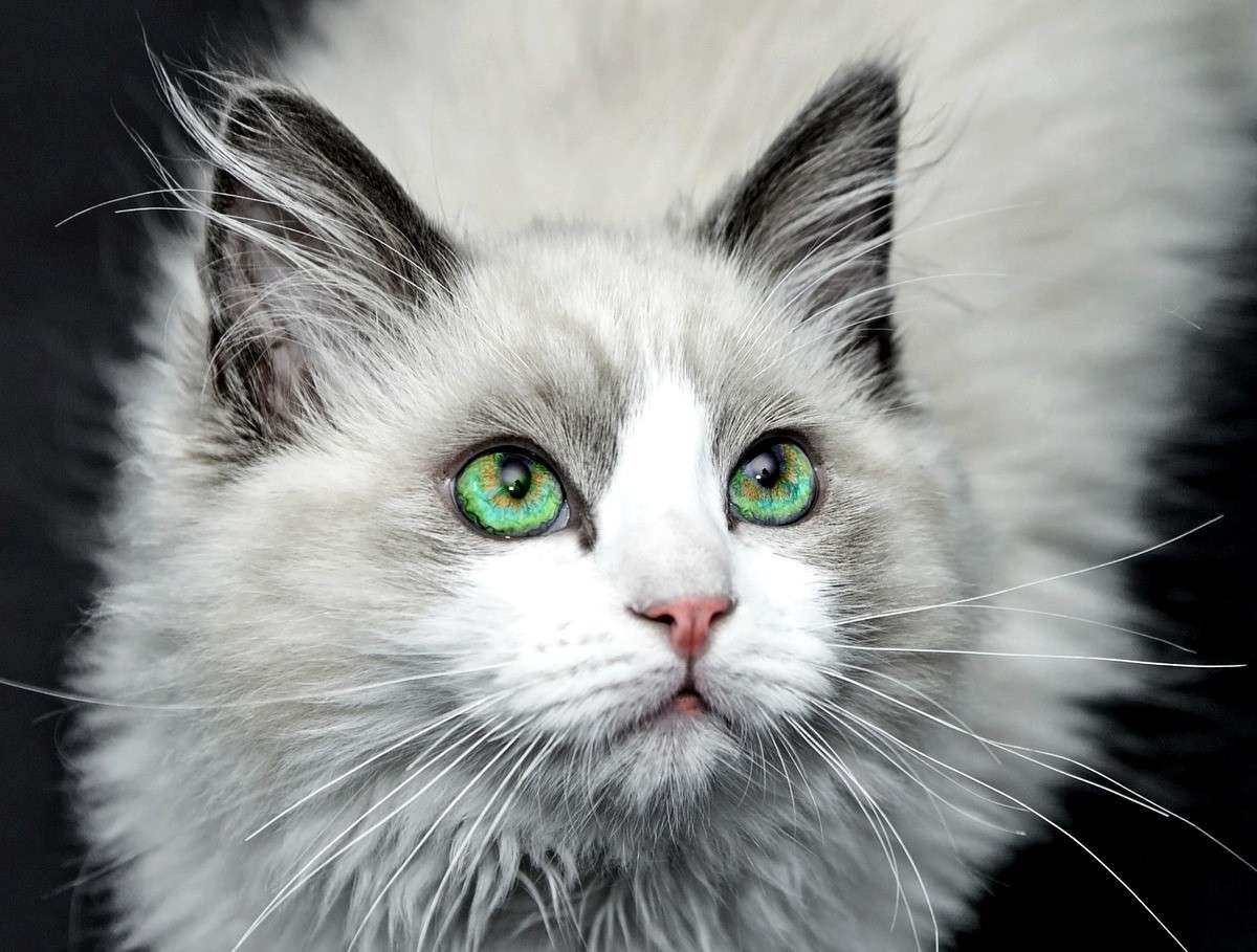 What Colors Can Cats See? Exploring the World Through Cat Eyes ...