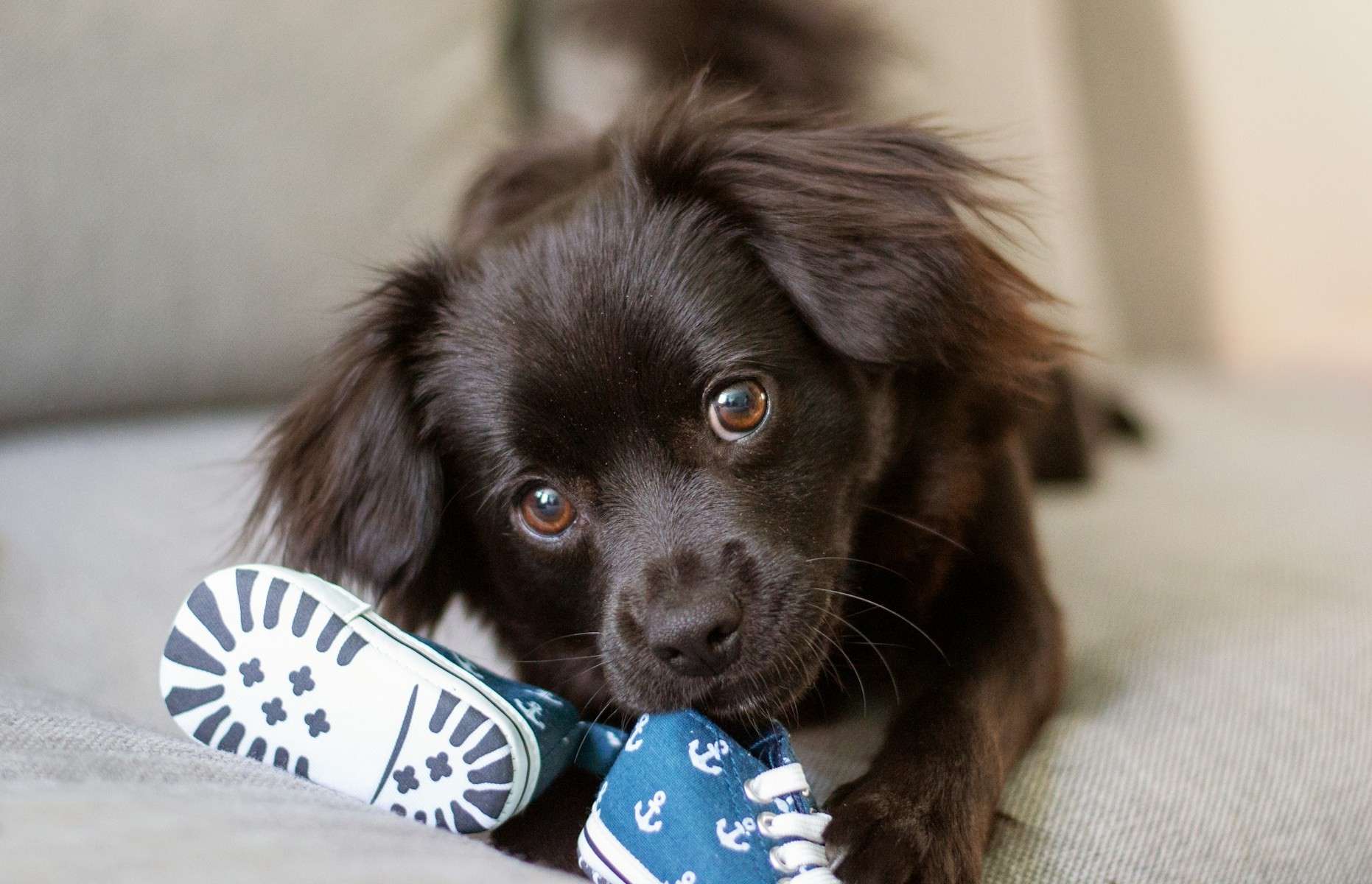 How to Stop My Dog From Chewing Stuff When I'm Gone? Expert Tips ...