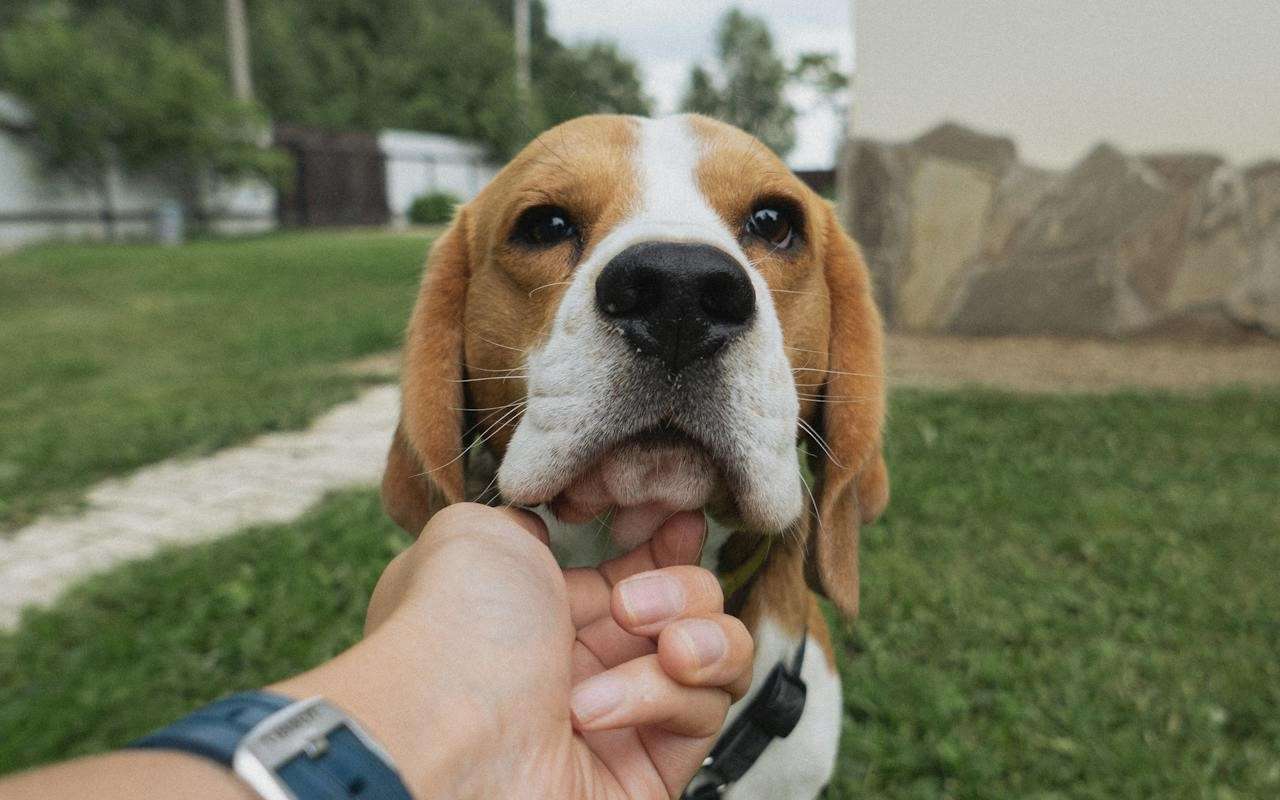 How to Train a Beagle: Your Complete Guide to Canine Obedience ...