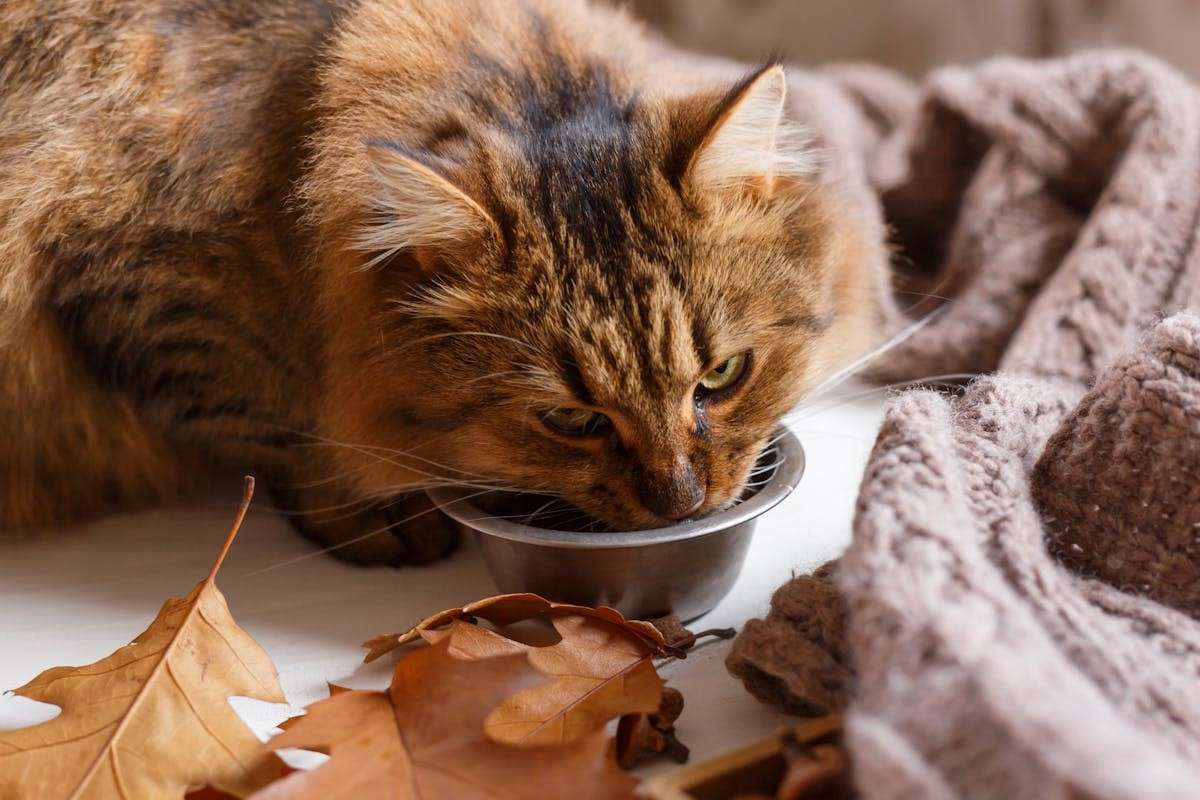 19 Best Cat Food for Senior Cats (2026) – Top Choices for Health and ...