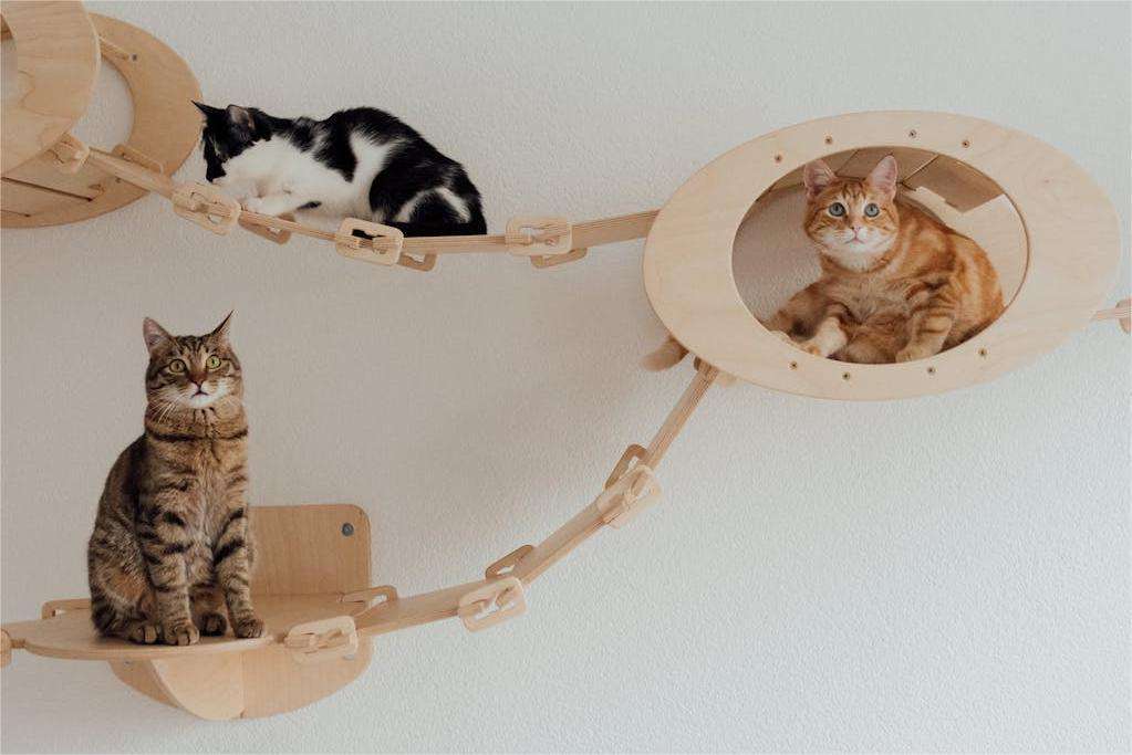 25 Best Cat Wall Shelves (2026) – Enhance Your Cat's Space with Style ...