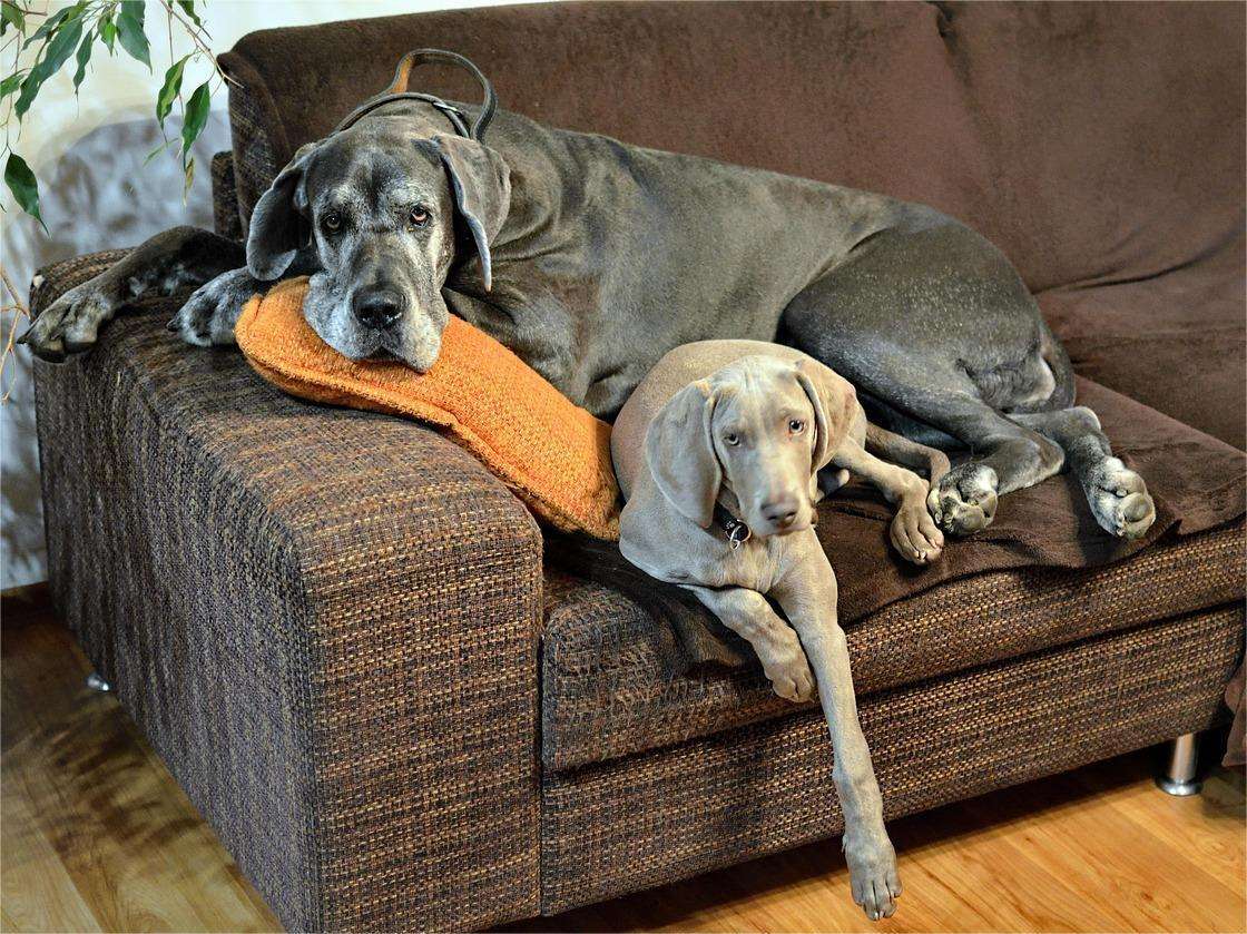Big Dog Breeds: The 10 Largest Dogs That Will Leave You Speechless ...