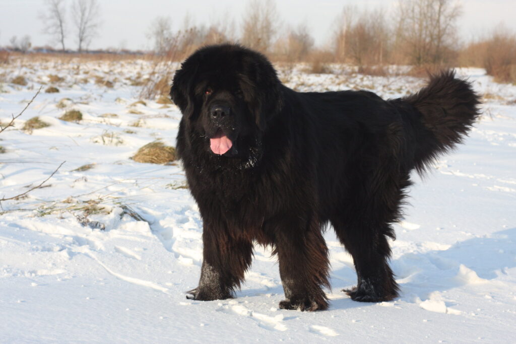 Newfoundland Dog: The Gentle Giant Lifeguard of the Dog World ...